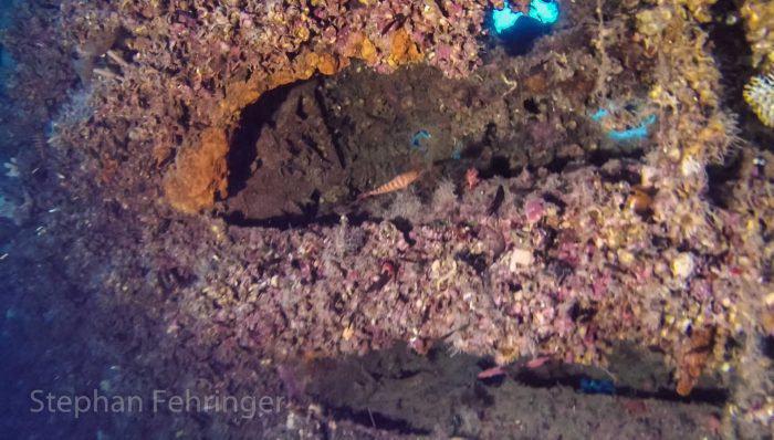 Wreckdiving: HMS Stubborn – A Submarine Wreck Deep Down Under A Choppy ...